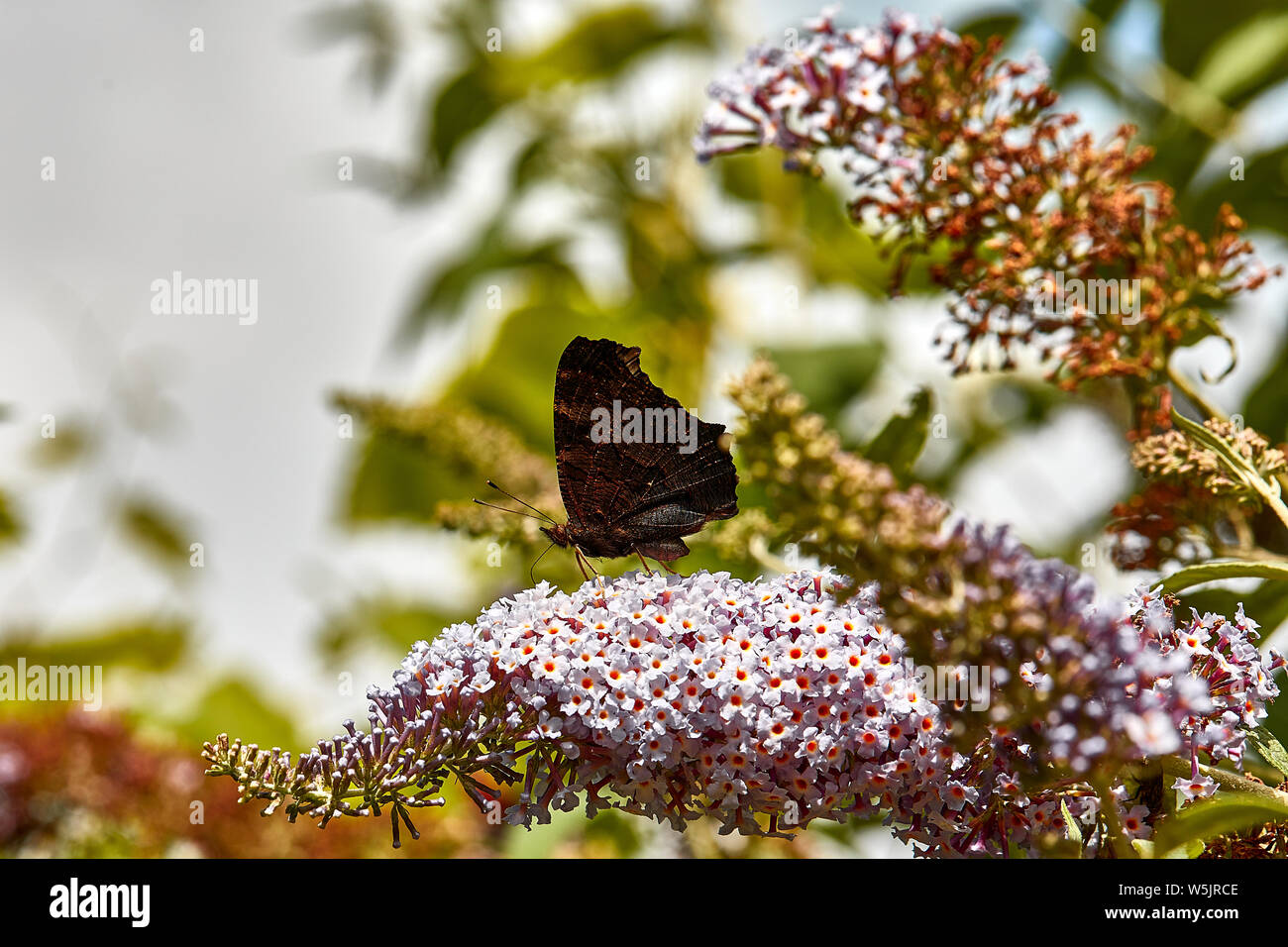 Papillon alimentation du ventre buddleja Banque de photographies et d ...