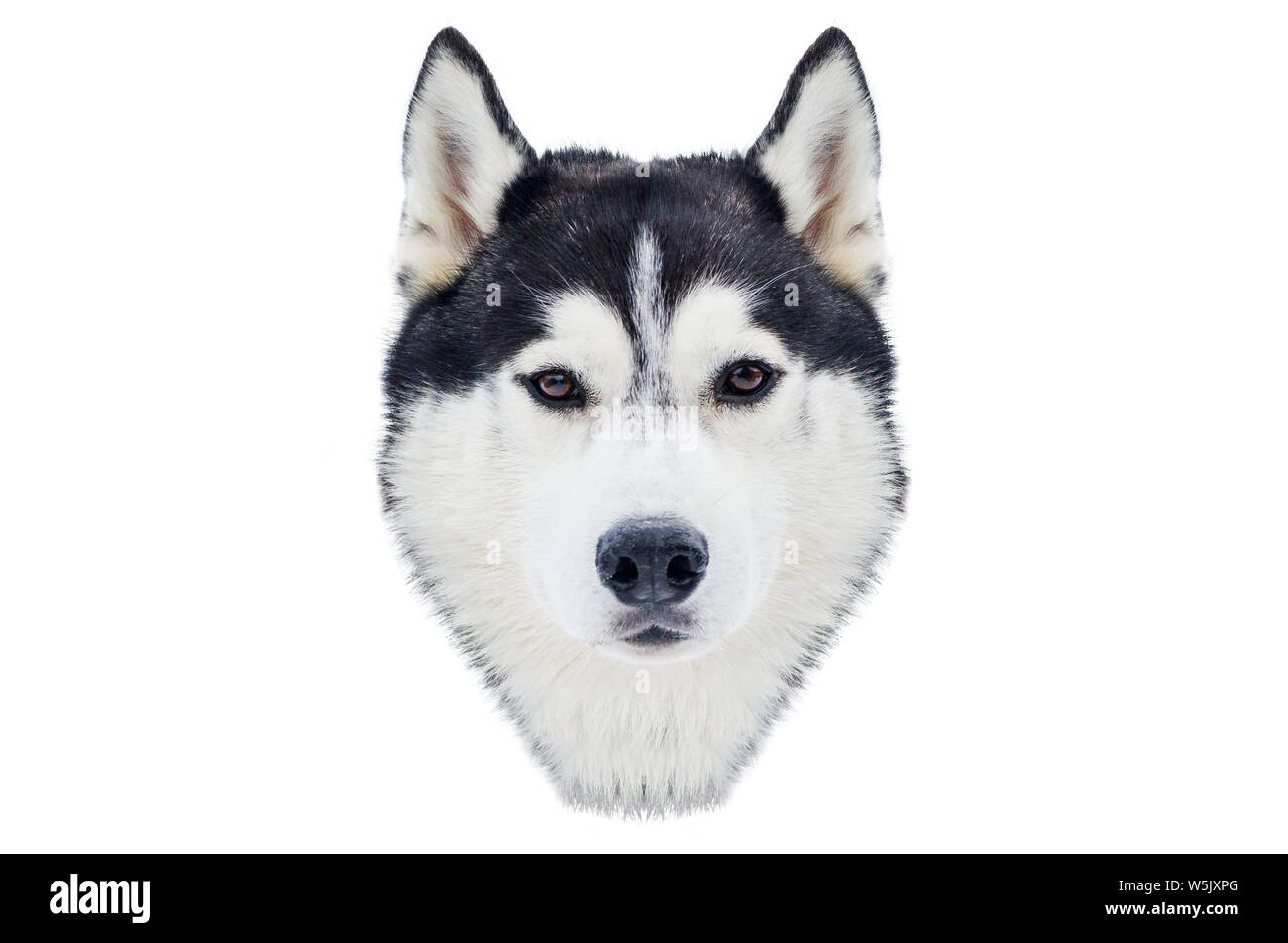 Une face de chien husky de Sibérie. Close up portrait race Husky. Chien ...