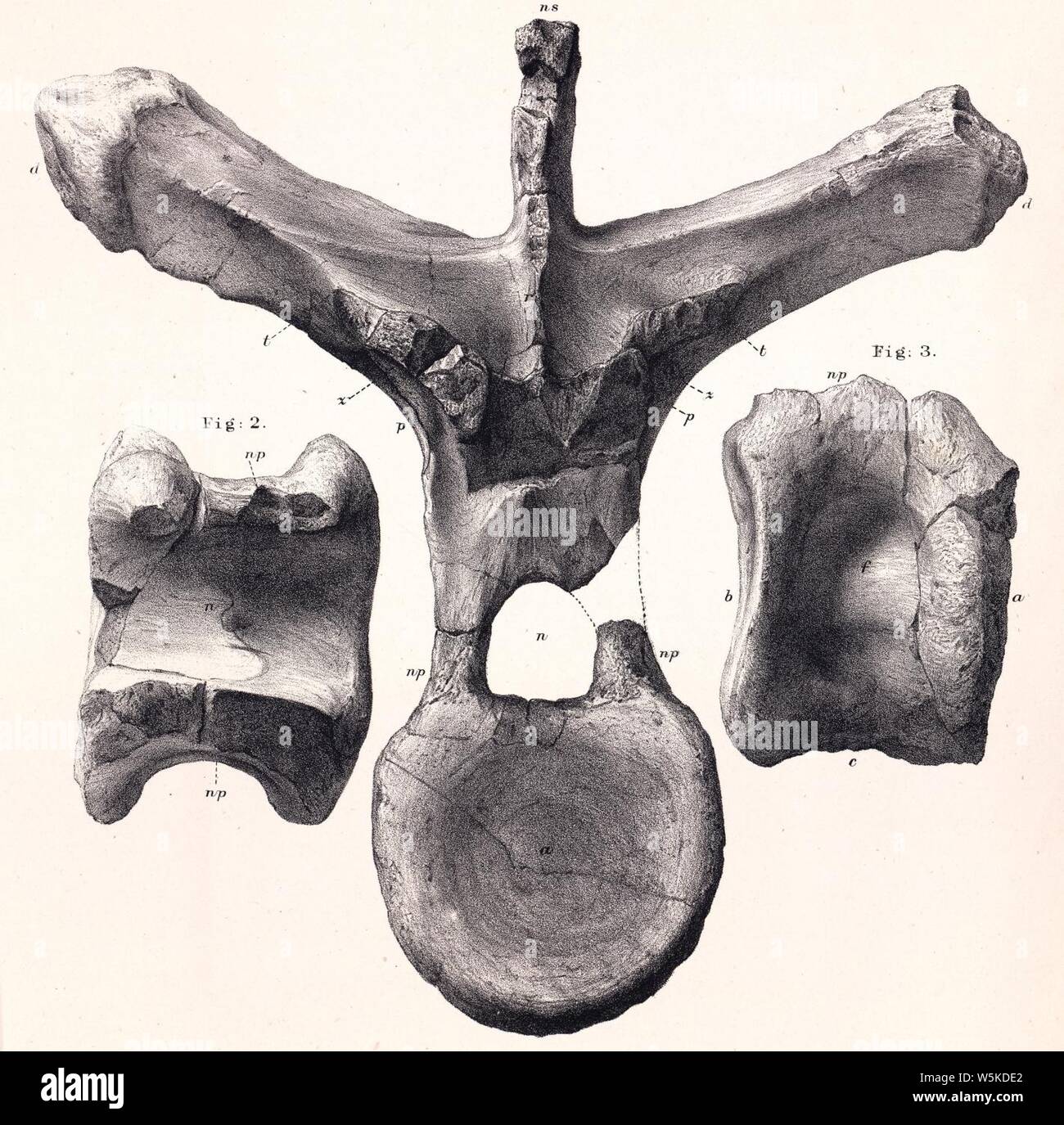 Vertèbre dorsale Banque de photographies et d’images à haute résolution ...