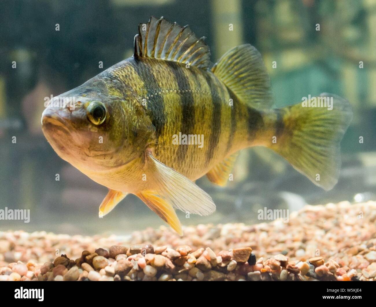 Perca flavescens Banque de photographies et d’images à haute résolution ...