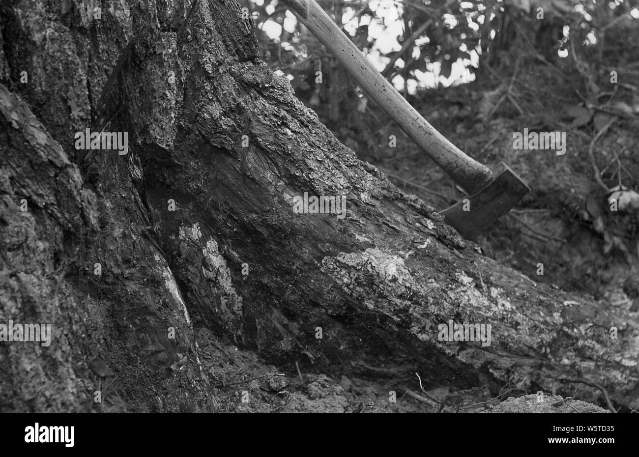 Surface radiculaire Banque d'images noir et blanc - Alamy