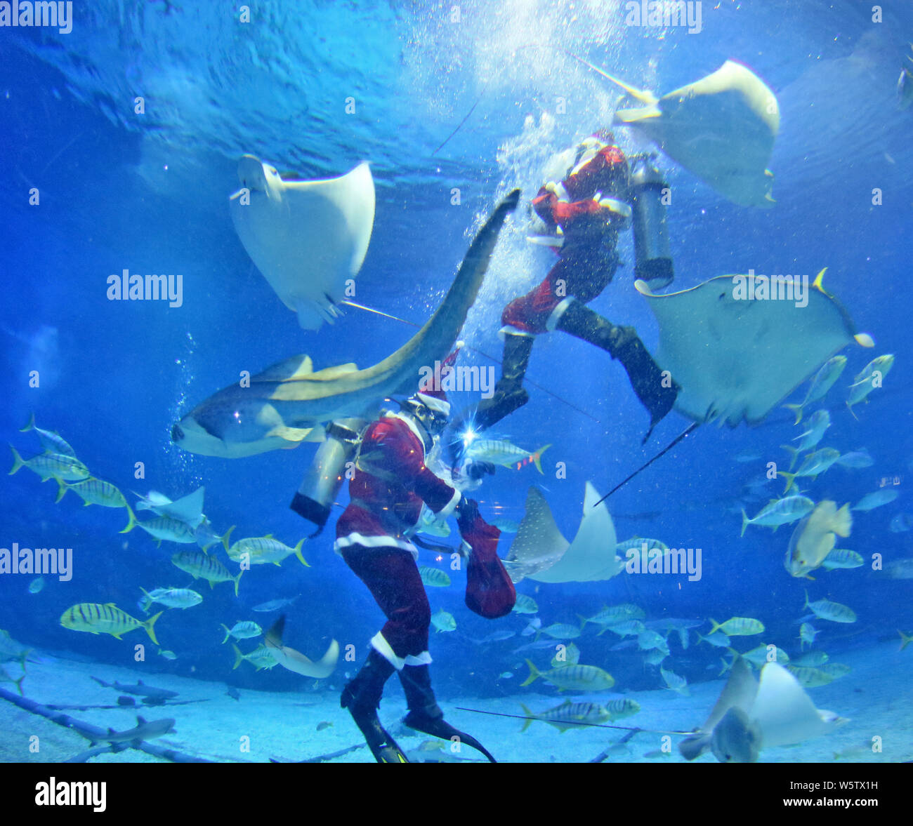 Les plongeurs chinois vêtus de costumes Père Noël interagir avec les ...