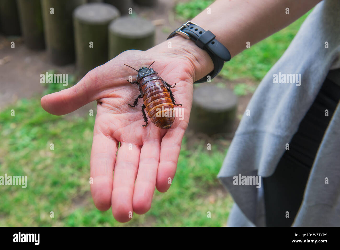 Blaberus giganteus Banque de photographies et d’images à haute ...