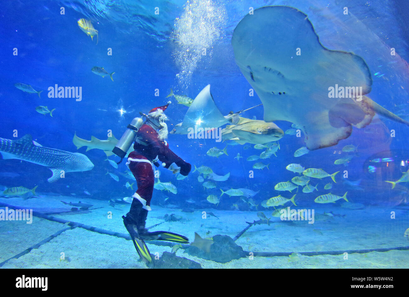 Un plongeur chinois vêtus de costumes Père Noël interagit avec les ...