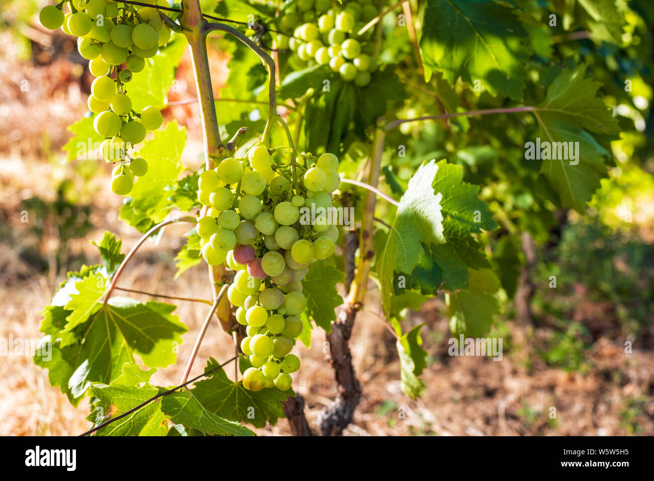 Grappe De Raisin Vert Banque d'image et photos - Alamy