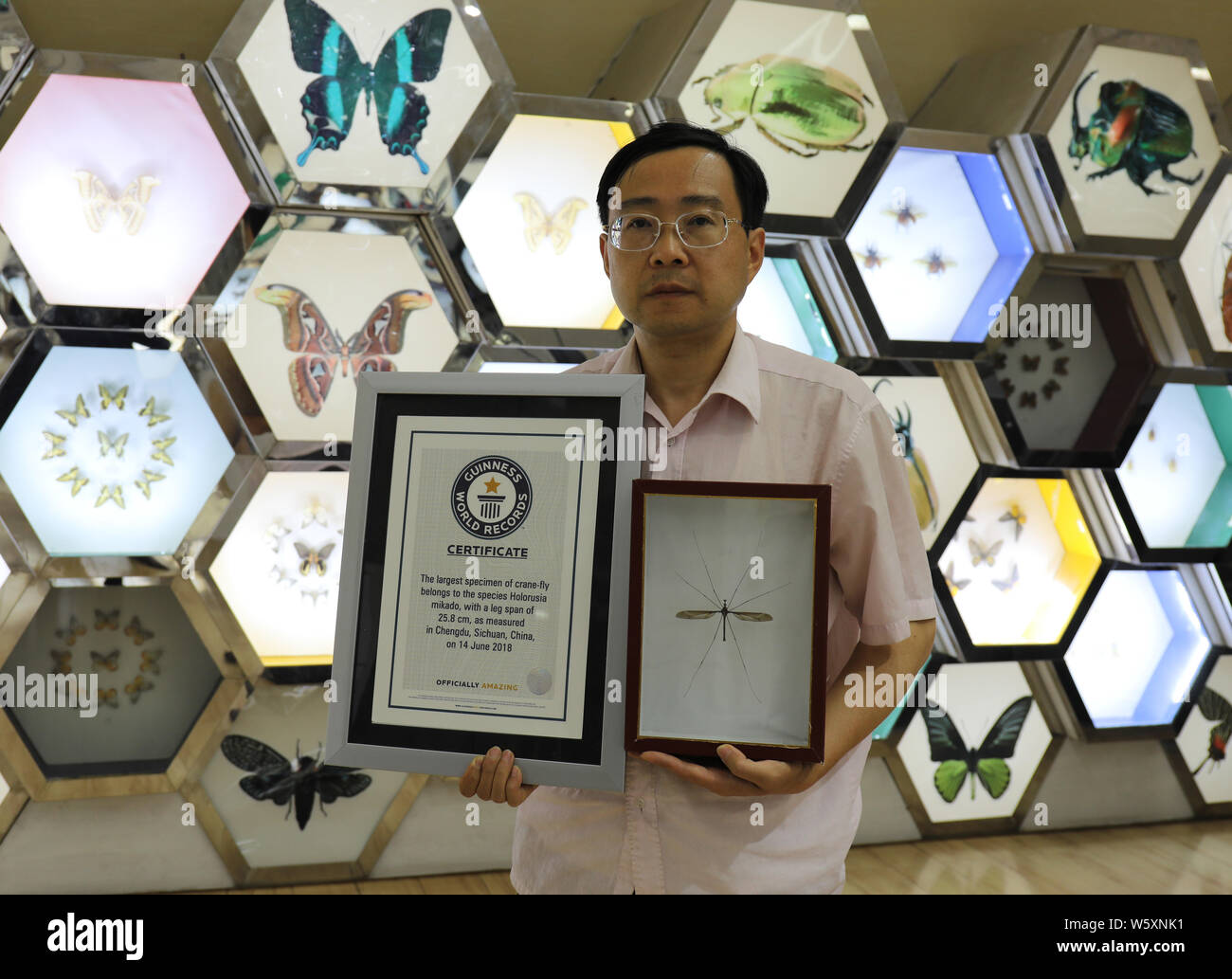 Entomologiste chinois Zhao Li, directeur du Musée de l'insecte à l ...