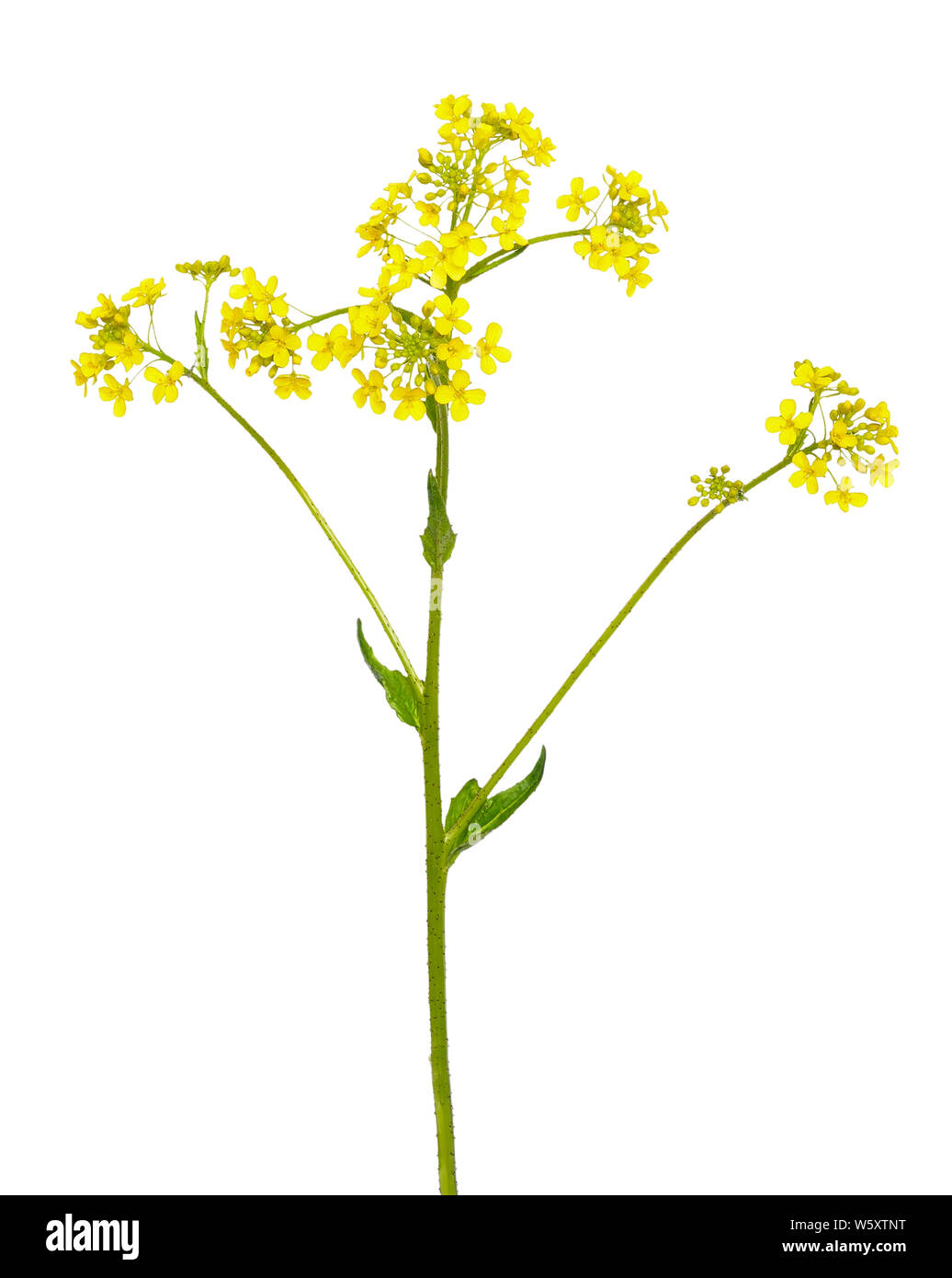Brassica rapa campestris Banque d'images détourées - Alamy