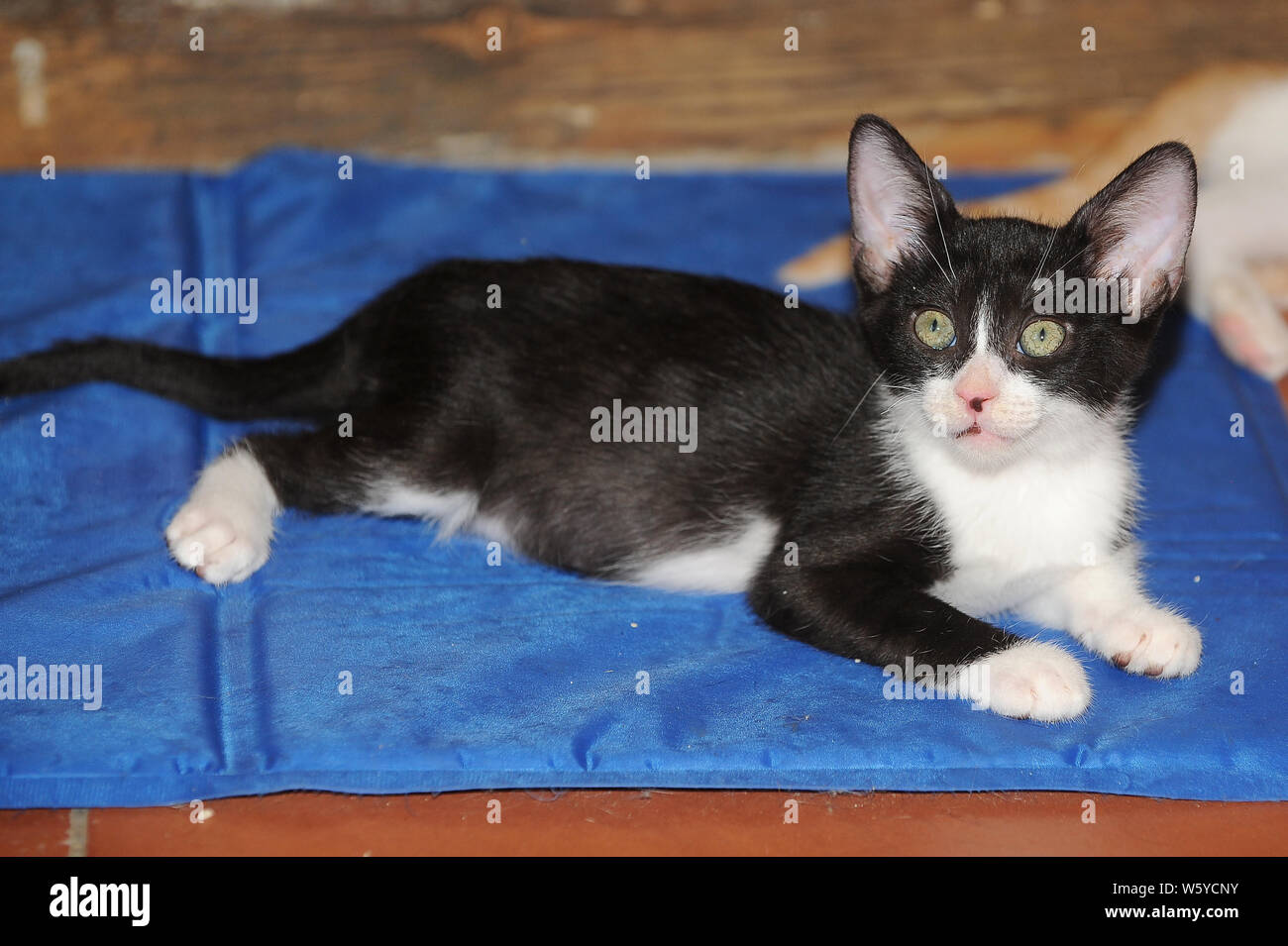 Sauvetage des chats à peu Pod Association dans Torremendo, Espagne. L ...