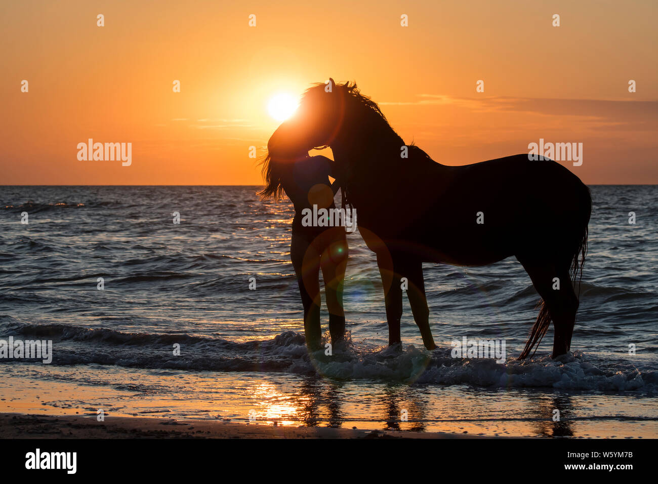 Cheval sur la plage Banque de photographies et d’images à haute ...