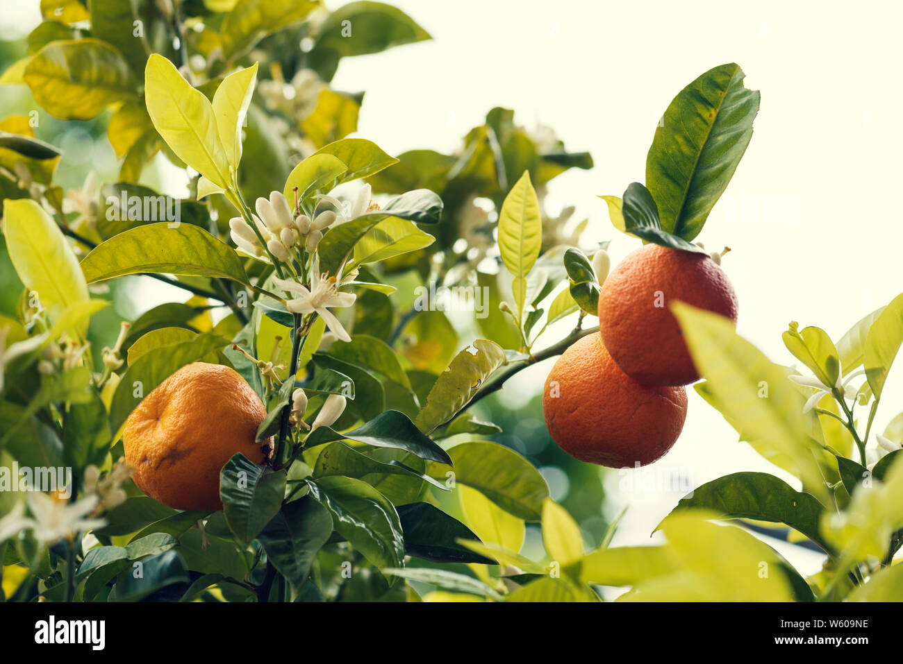 Fruits orange sur un arbre Banque de photographies et d’images à haute ...