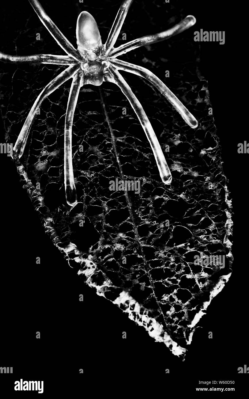 Araignée radioactive sur une feuille morte Photo Stock - Alamy