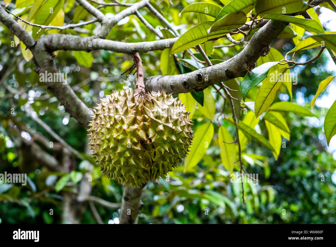 Arbre durian Banque de photographies et d’images à haute résolution - Alamy
