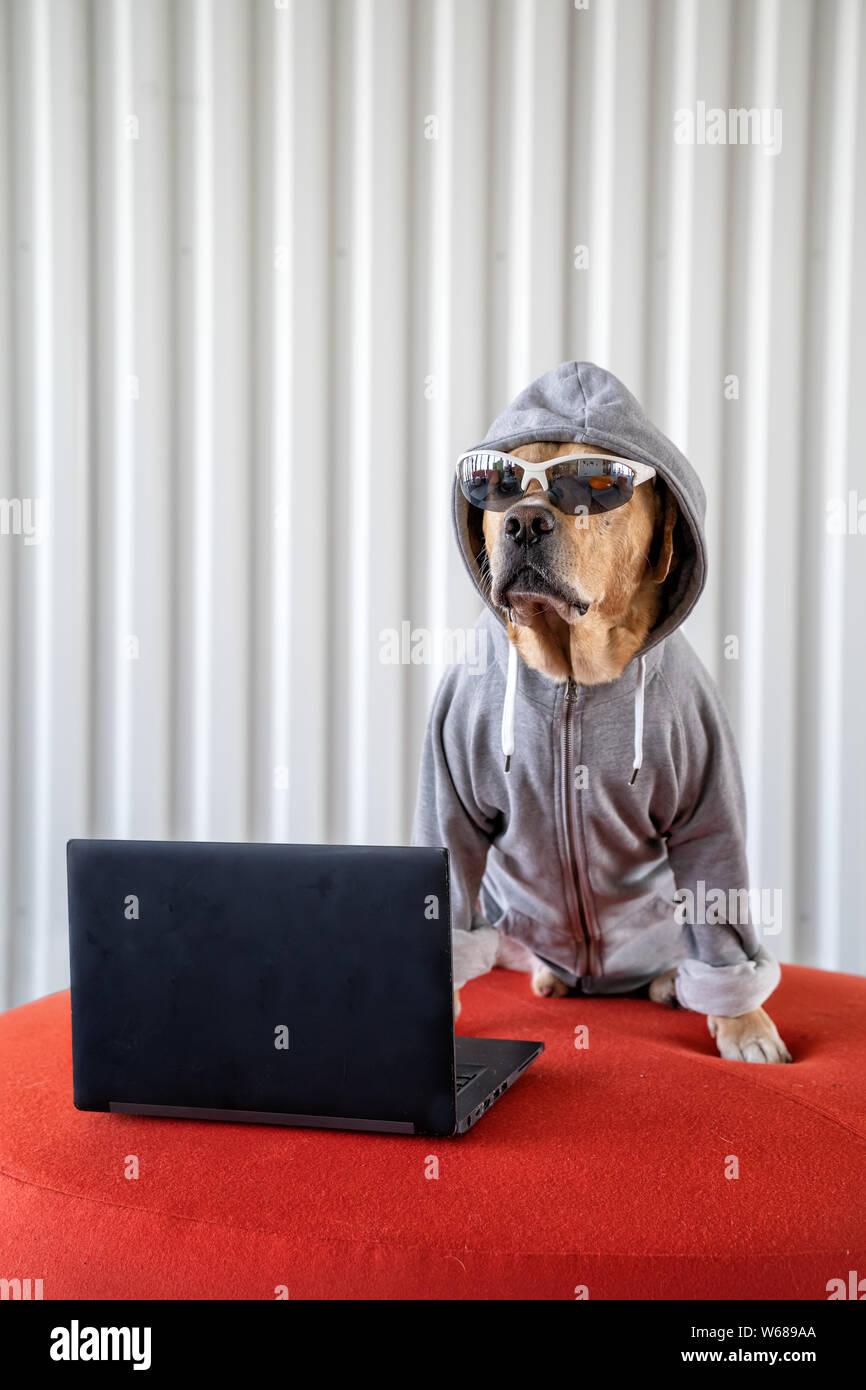 Cyber chien Banque de photographies et d’images à haute résolution - Alamy