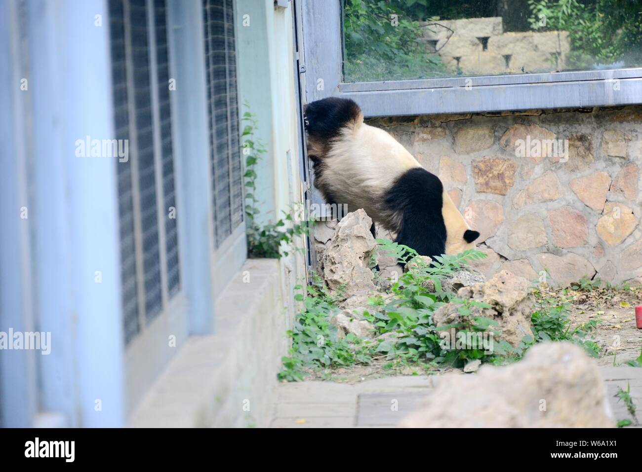 Un panda géant fait pipi avec une de ses jambes, qui ressemble à un ...