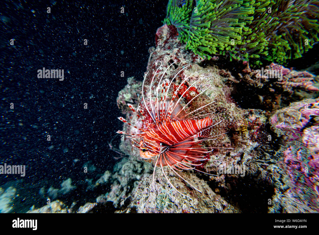 Poisson scorpion d'eau profonde rouge Banque de photographies et d ...