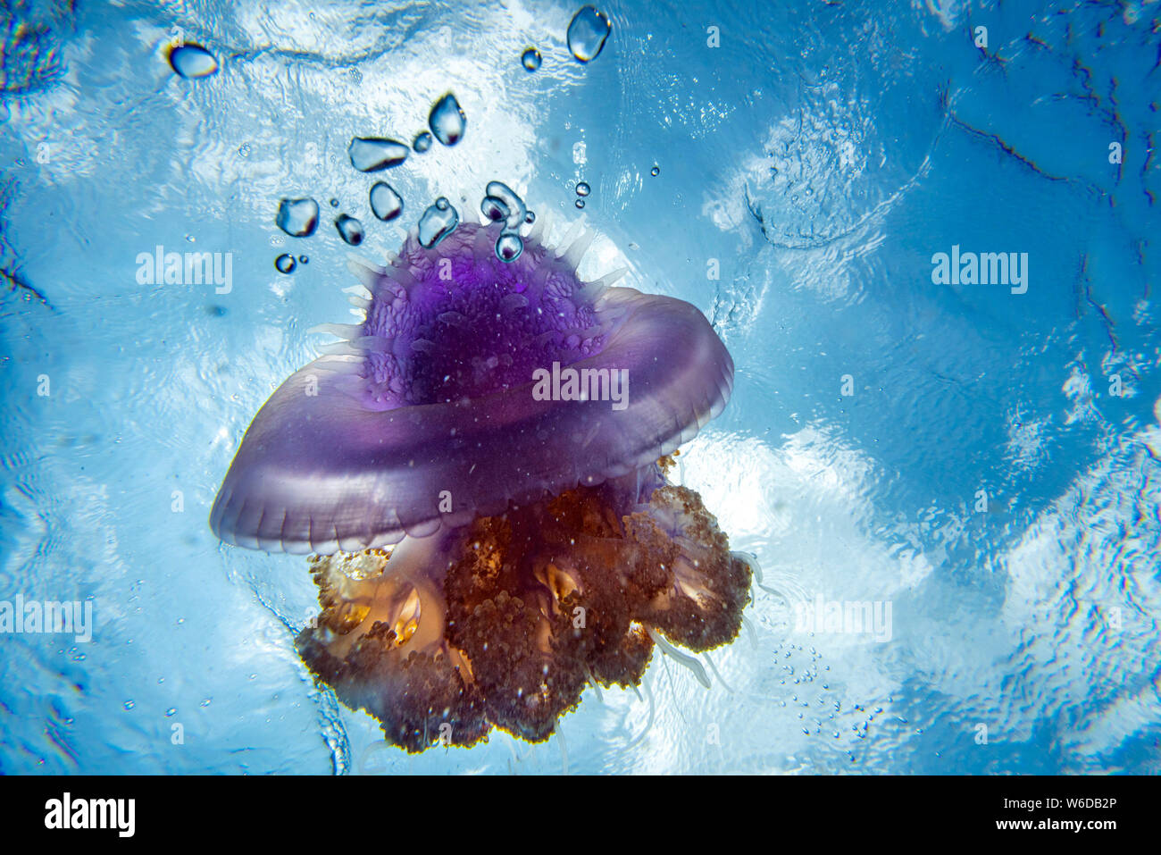 Méduse géante Banque de photographies et d’images à haute résolution ...