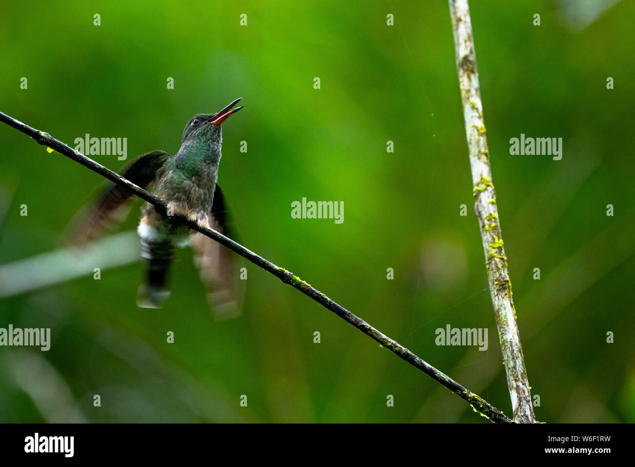 Colibri oiseau tropical forêt tropicale Banque de photographies et d ...
