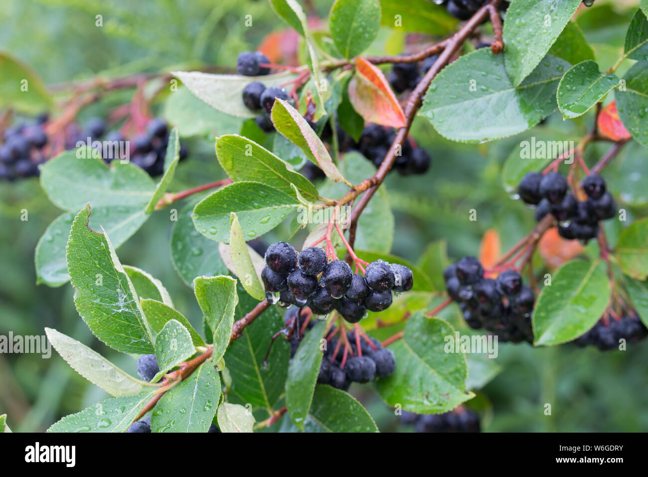 Aronia melanocarpa Banque de photographies et d’images à haute ...