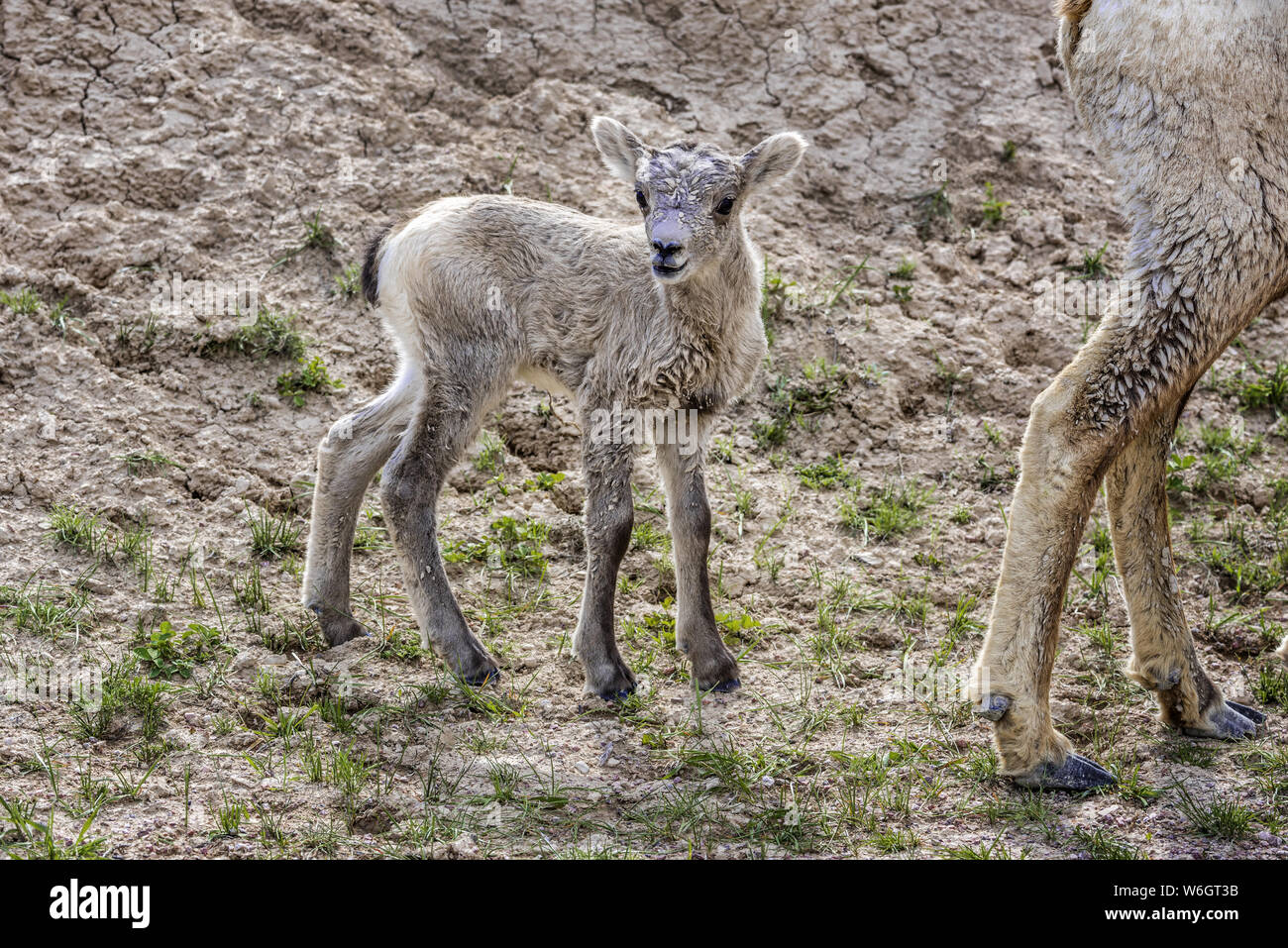 Bébé chèvre de montagne Banque de photographies et d’images à haute ...