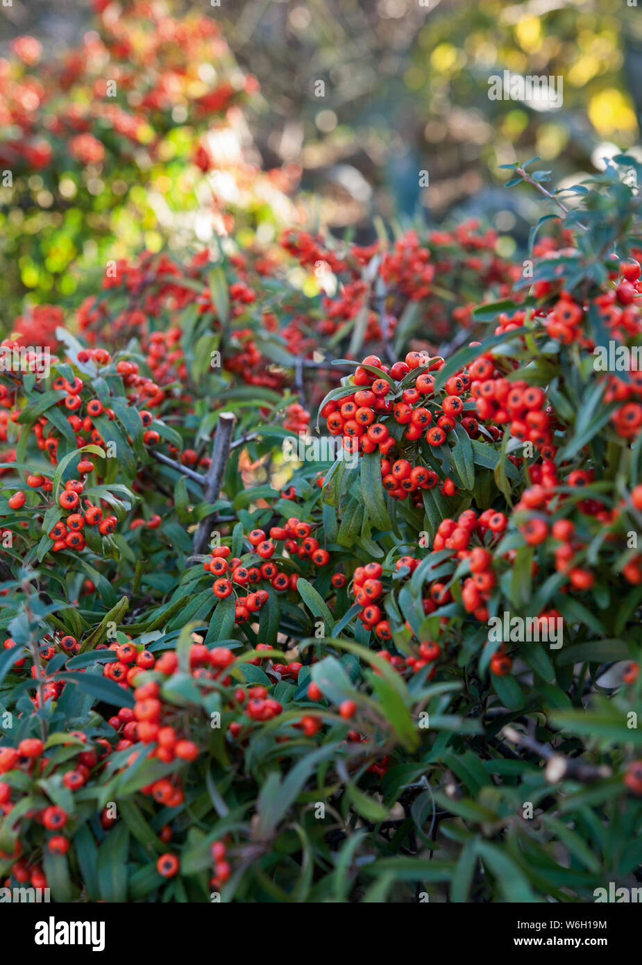 Baies rouges pyracantha Banque de photographies et d’images à haute ...