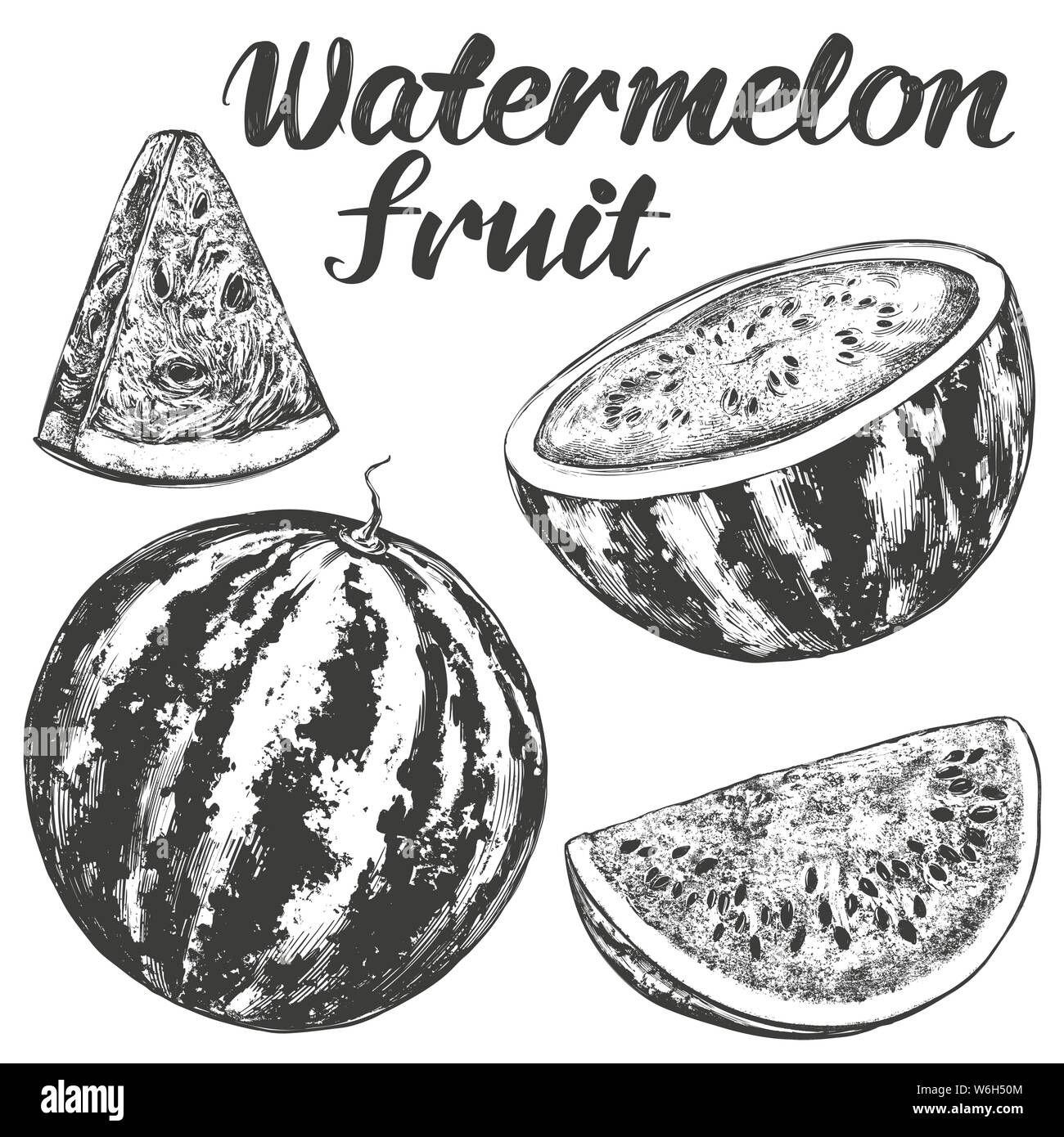 La pastèque fruits hand drawn vector illustration croquis réalistes ...