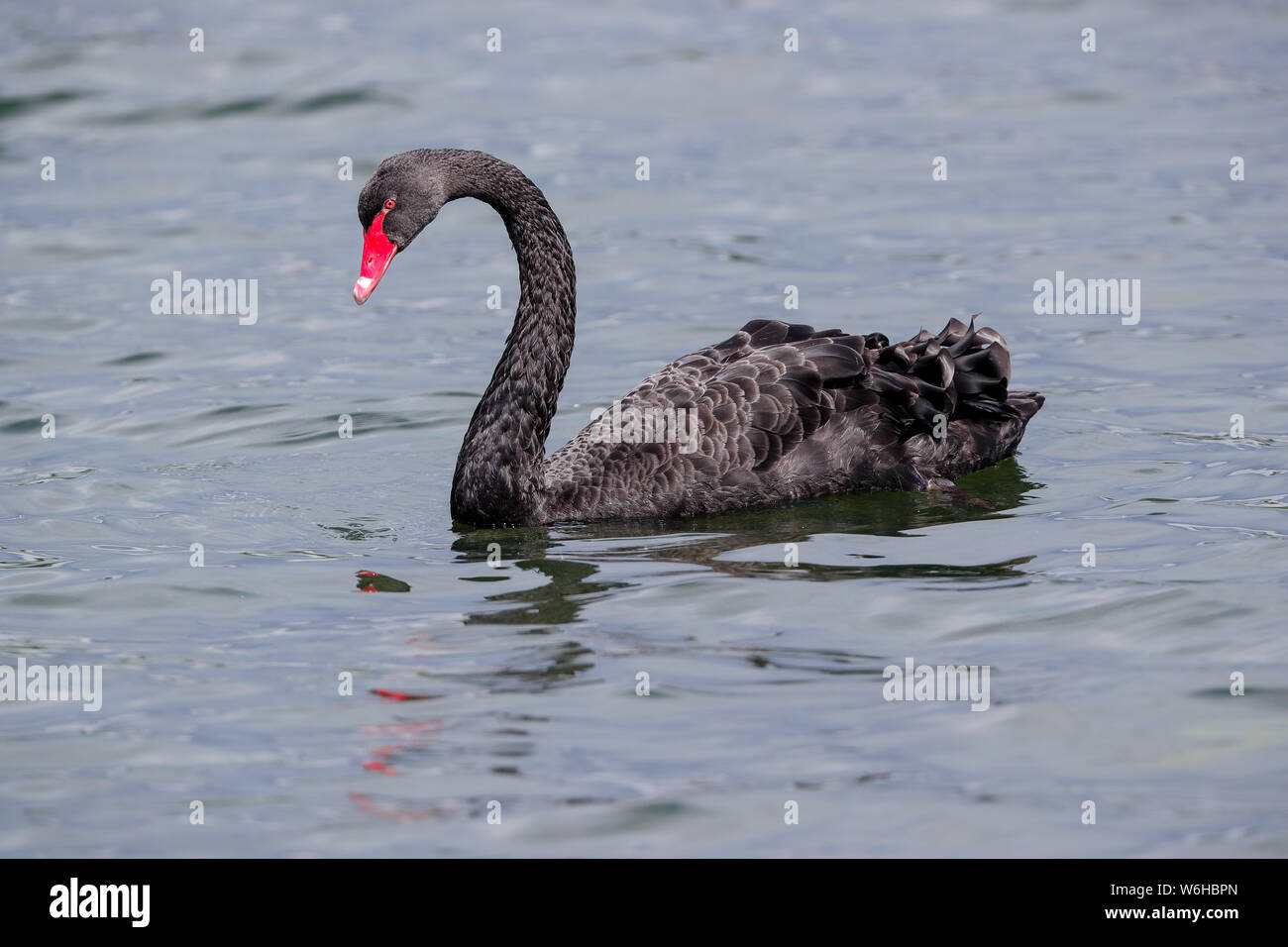 Le cygne noir Banque de photographies et d’images à haute résolution - Alamy