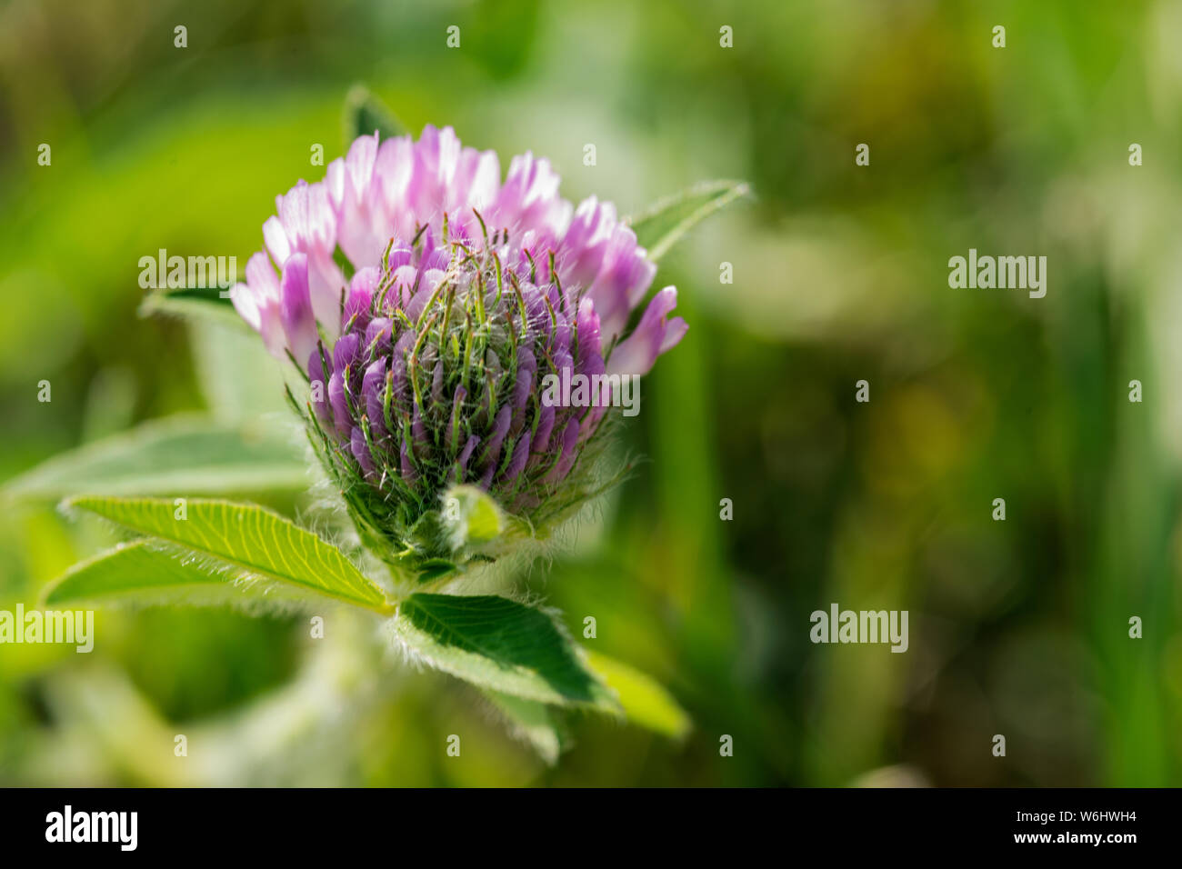 Fleur de trèfle rose sanctuary park. Trifolium pratense - espèces ...
