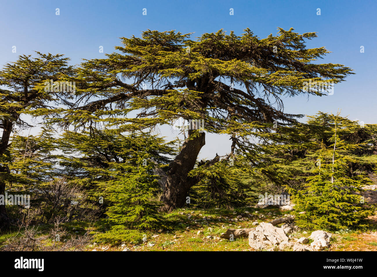 Barouk reserve forest Banque de photographies et d’images à haute ...