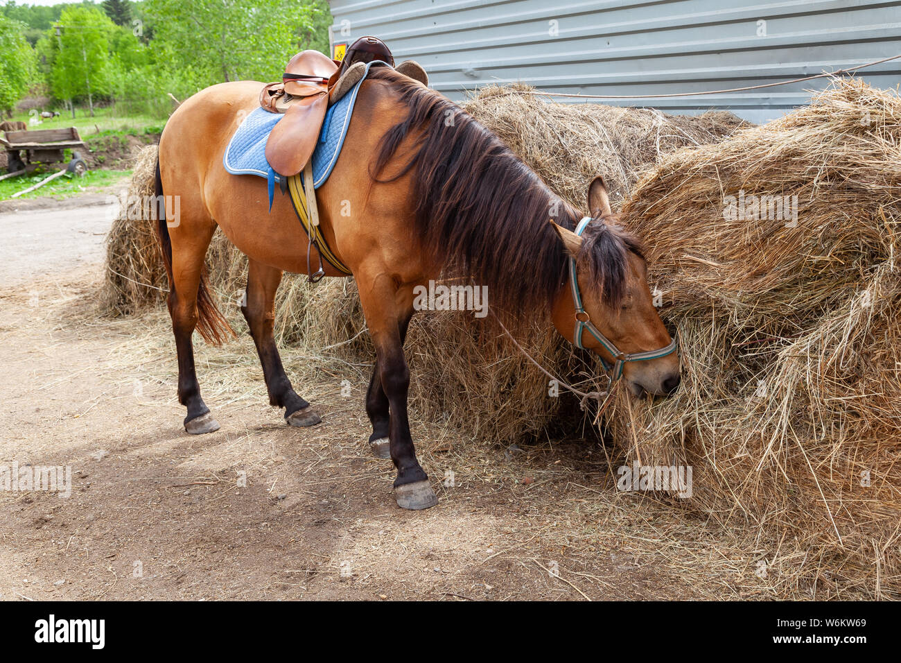 Un cheval arabe brun avec une selle sur le dos incliné la tête et mange ...