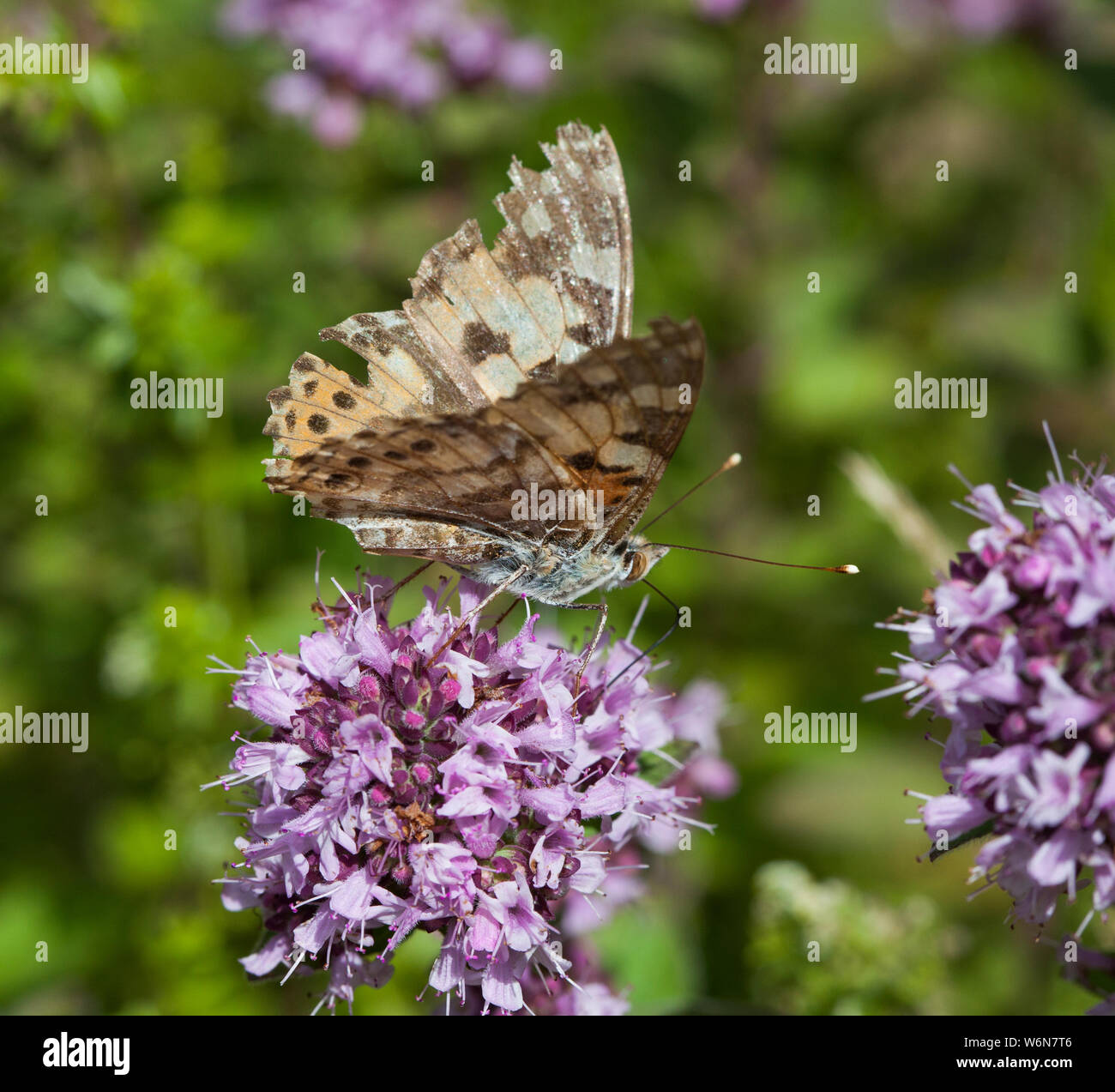 VANESSA CARDUI personnes âgées avec les couleurs ternes et demage aux ...