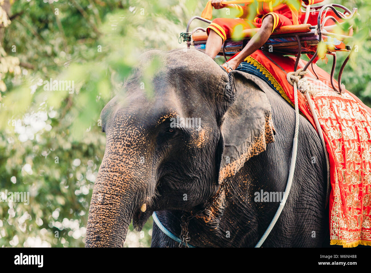Détails de l'éléphant sur les chaînes. Exploités pour le travail de l ...