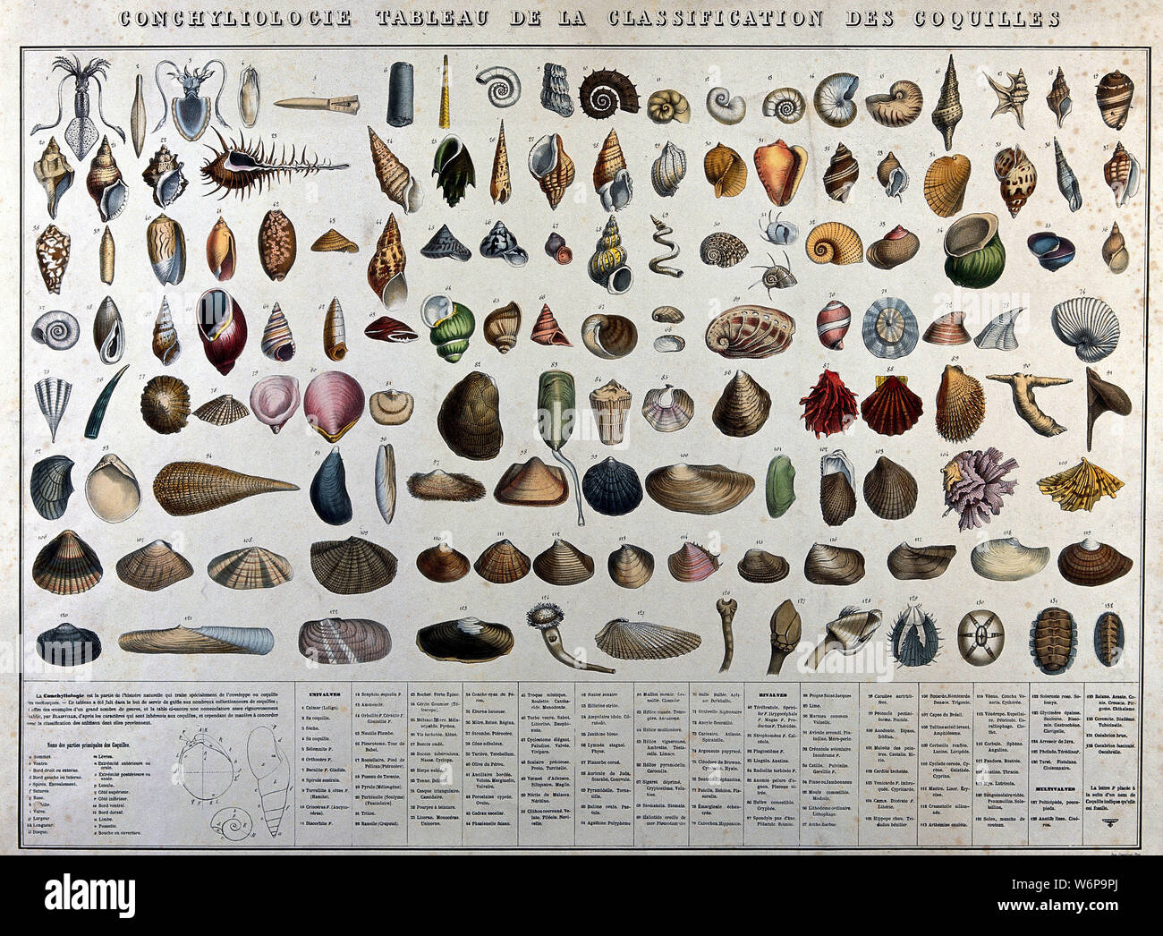 Carte des mollusques Banque de photographies et d’images à haute ...