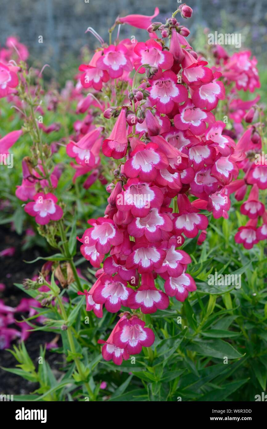 Fleurs en forme de clochette Banque de photographies et d’images à ...