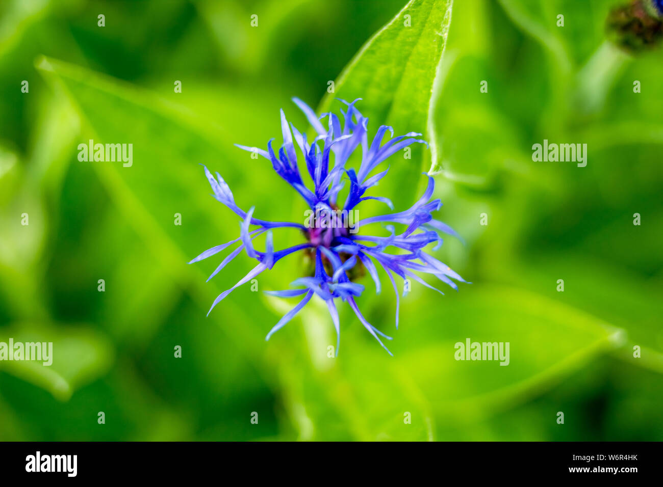 Fleur de Lys Bleu isolé sur fond d'herbe verte.bleu barbeaux dans ...