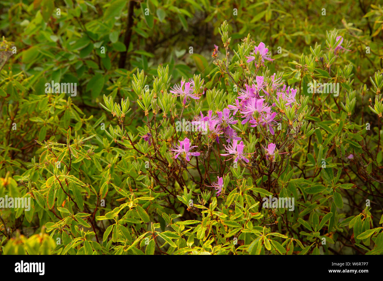 Le rhododendron du Canada (Rhododendron canadense) sur Blue Hill, le ...
