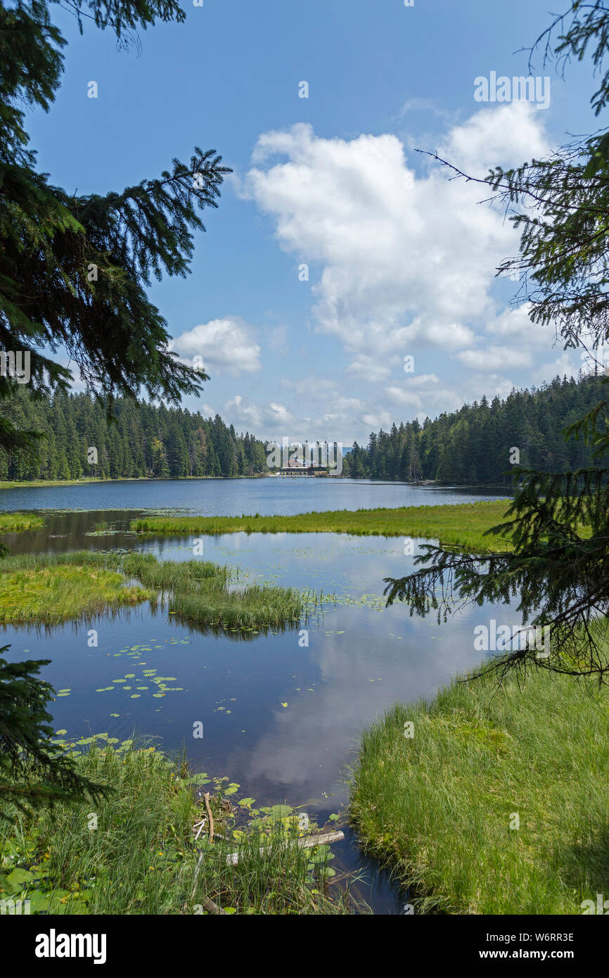 Bayerischer Wald Bavarian Banque d'image et photos - Alamy