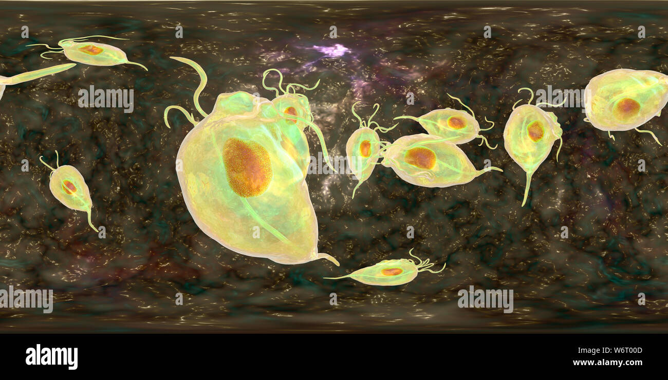 Trichomonas vaginalis Banque de photographies et d’images à haute ...