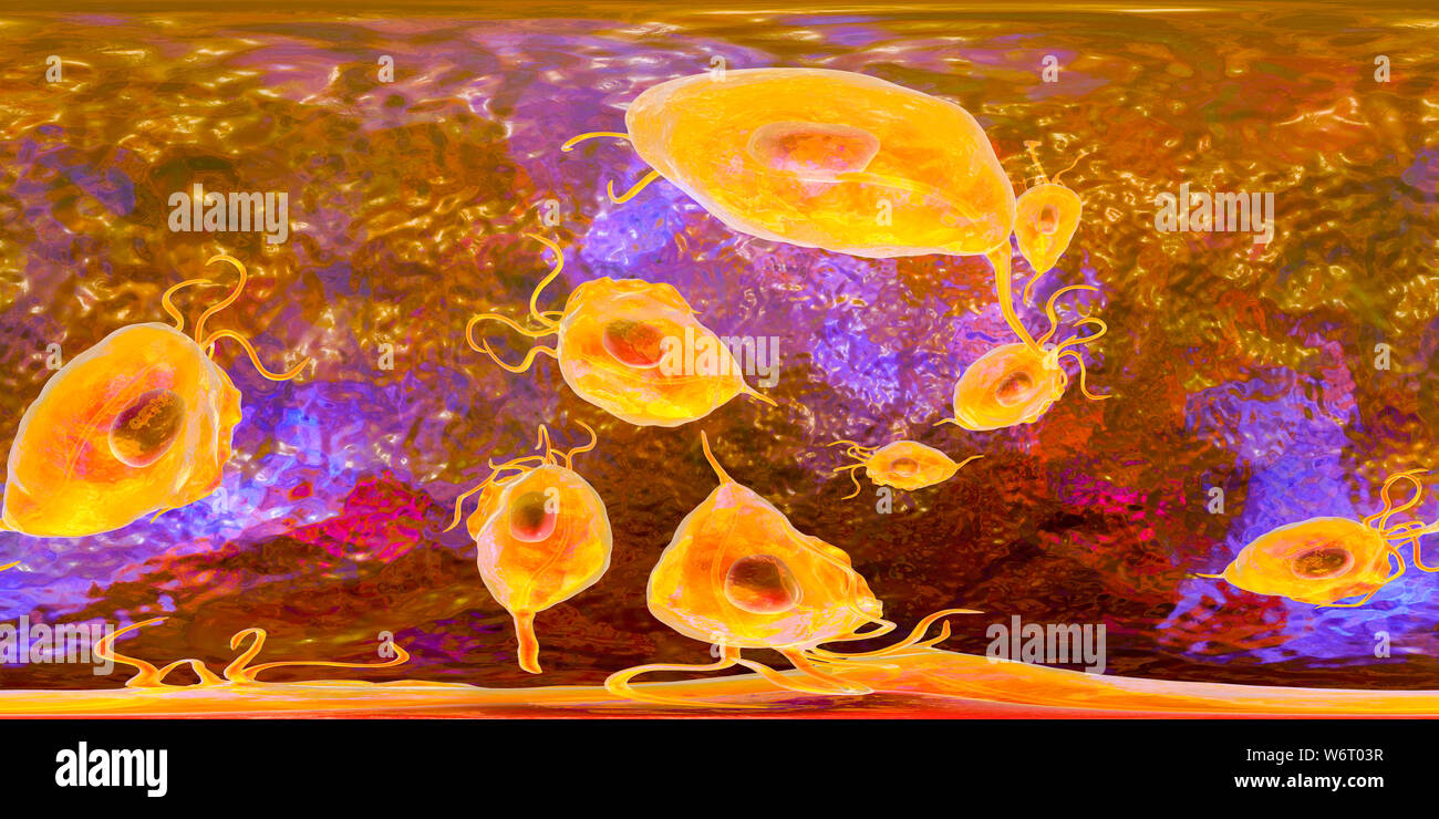 Trichomonas vaginalis, vue panoramique de 360 degrés, l'illustration de ...