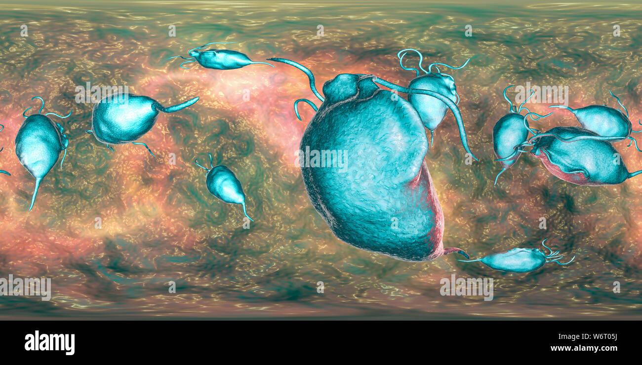 Trichomonas vaginalis Banque de photographies et d’images à haute ...