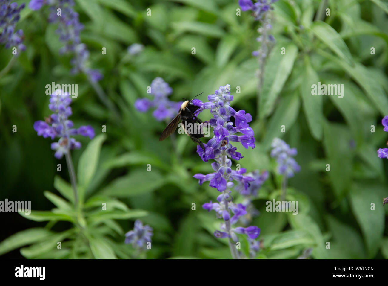 Plante de sauge Banque de photographies et d’images à haute résolution ...