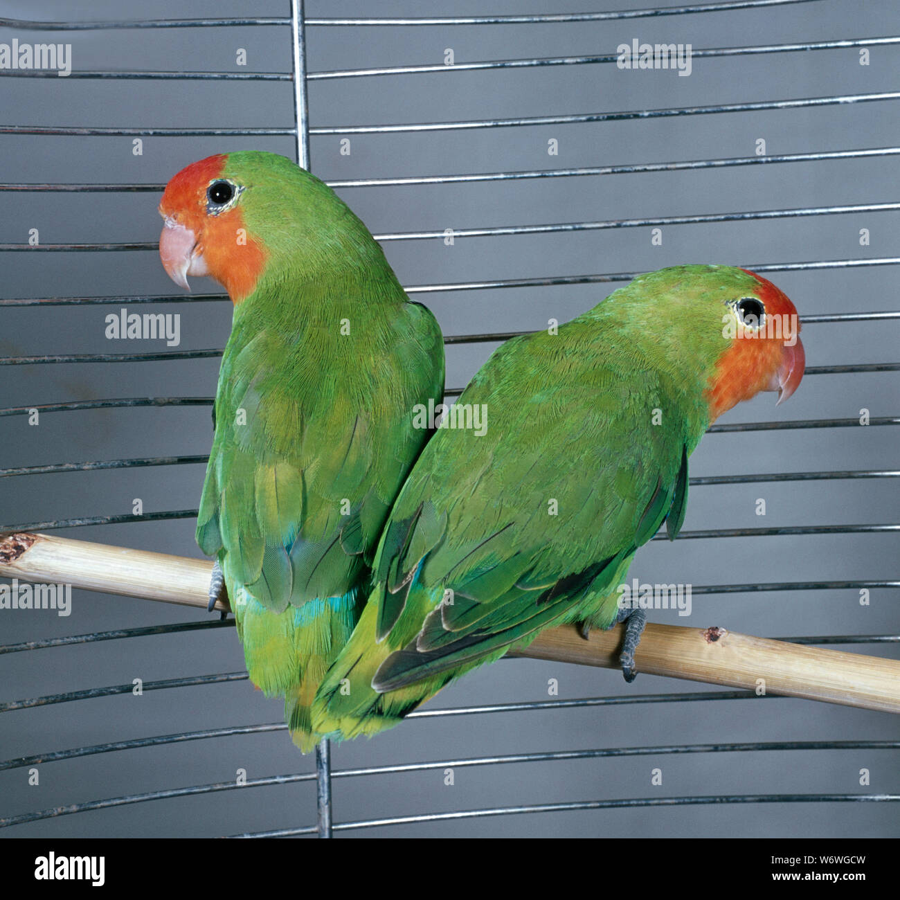 Agapornis pullaria Banque de photographies et d’images à haute ...