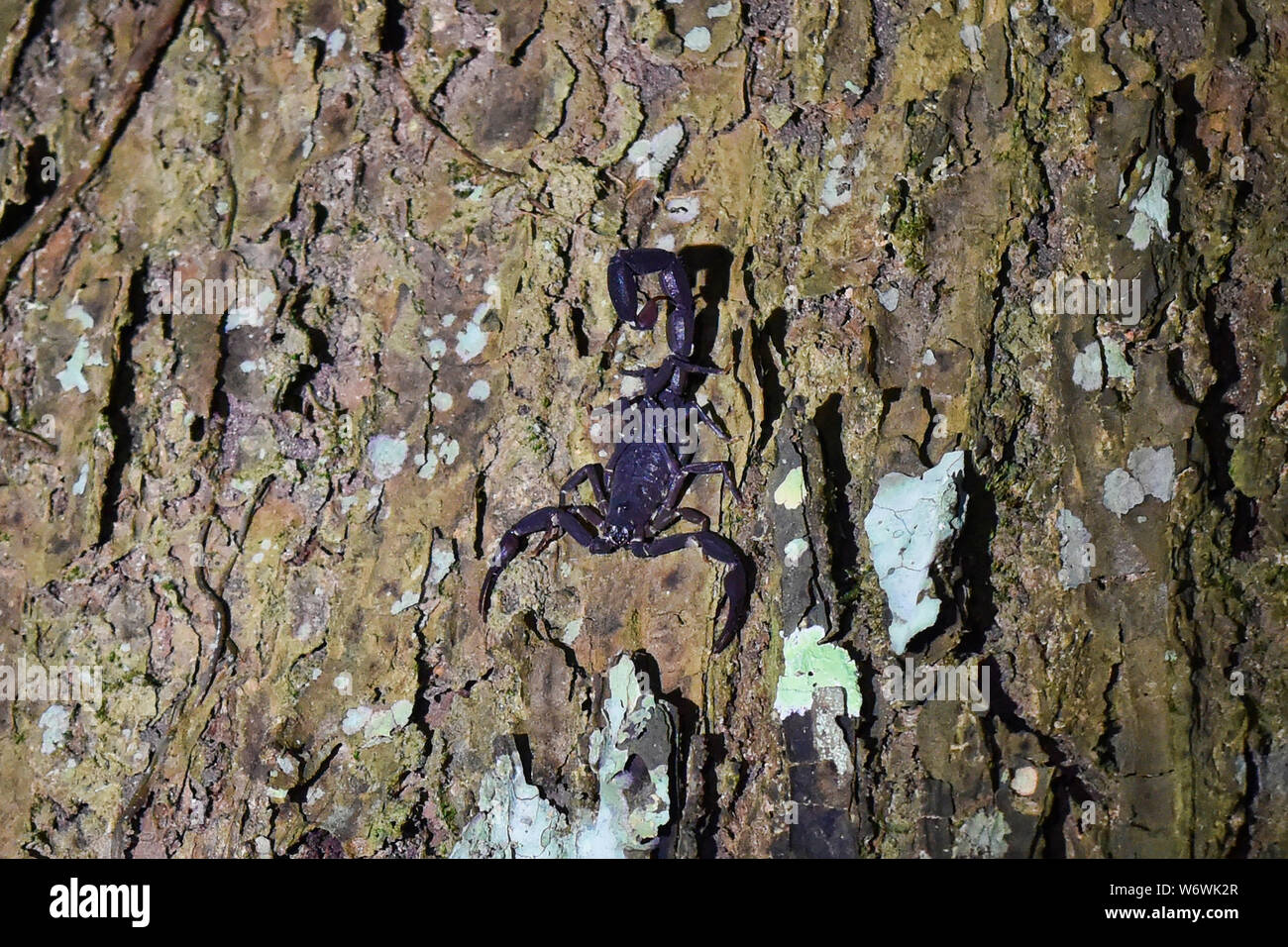 Amazon jungle insects Banque de photographies et d’images à haute ...