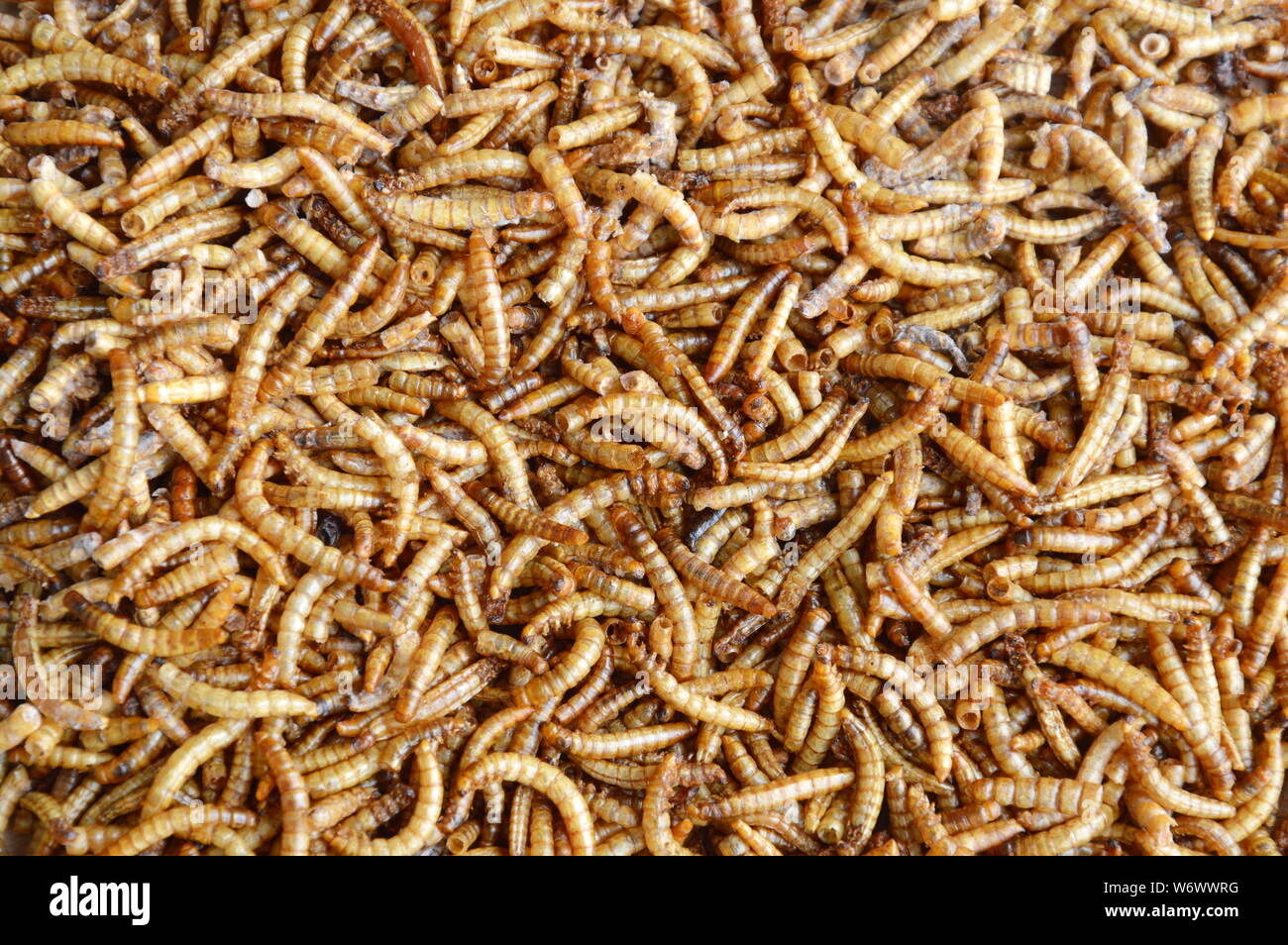 Fourni insecte Banque de photographies et d’images à haute résolution ...