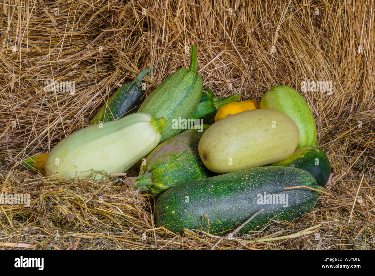 Types de courgettes Banque de photographies et d’images à haute ...