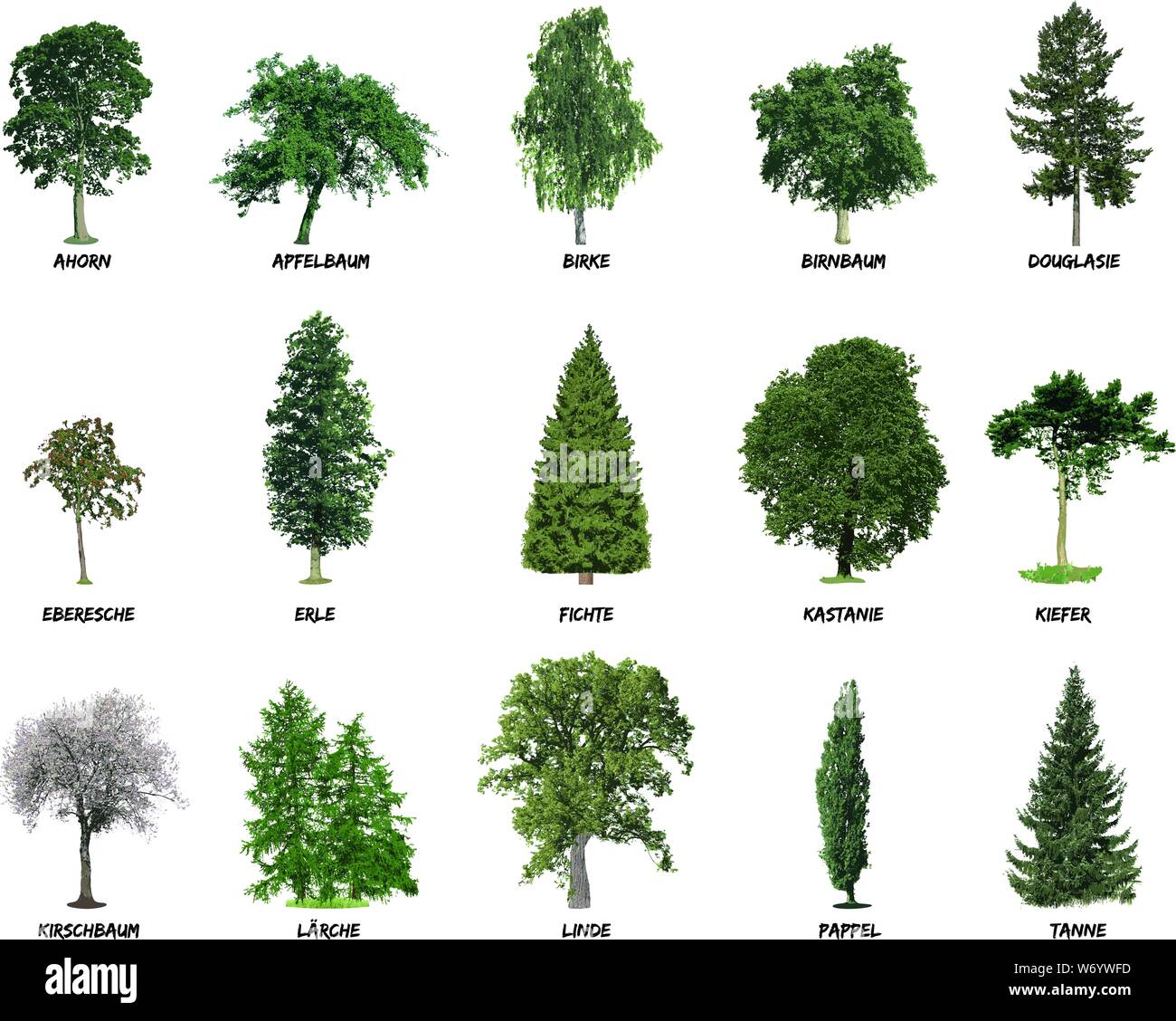 L'apparence de la forme d'arbres d'érable bouleau apple contour vector ...