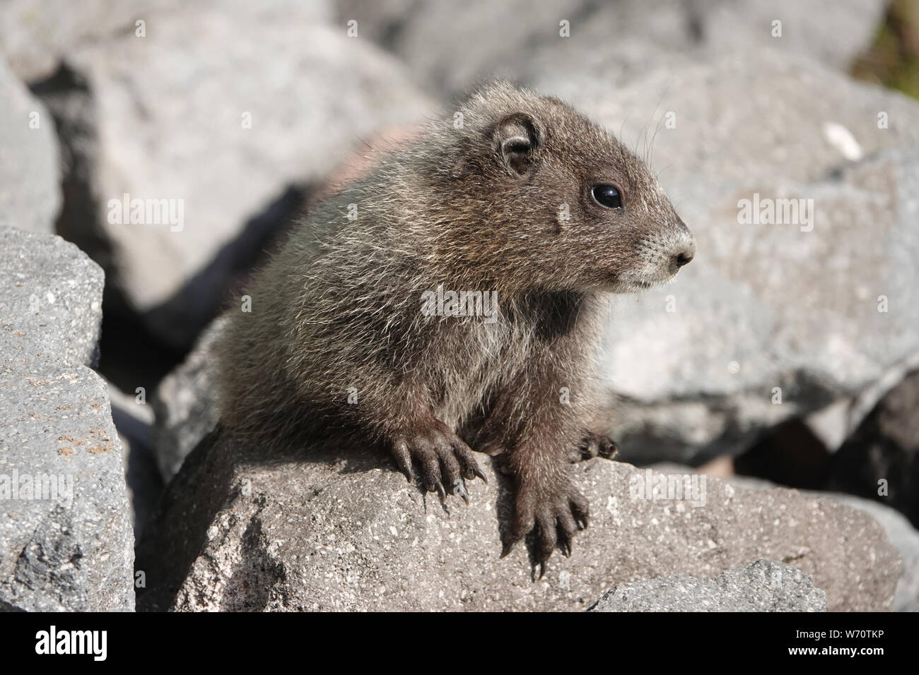Petite marmotte mignonne Banque de photographies et d’images à haute ...
