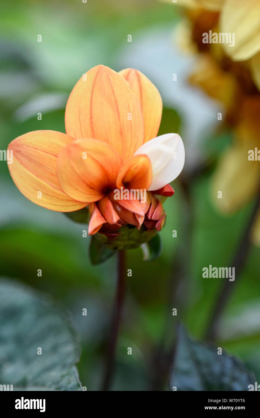 Ouverture de fleur Banque de photographies et d’images à haute ...