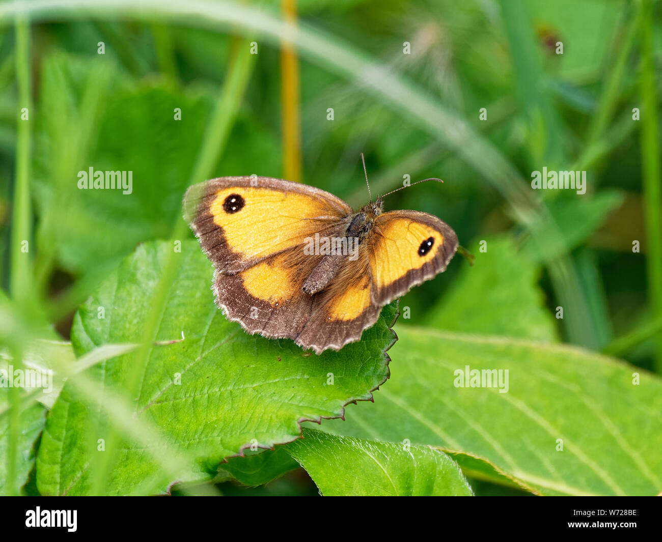 Papillon en vol stationnaire ailes Banque de photographies et d’images ...