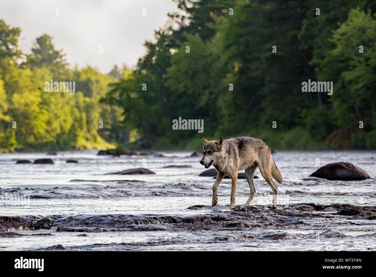 Croc De Loup Banque d'image et photos - Alamy