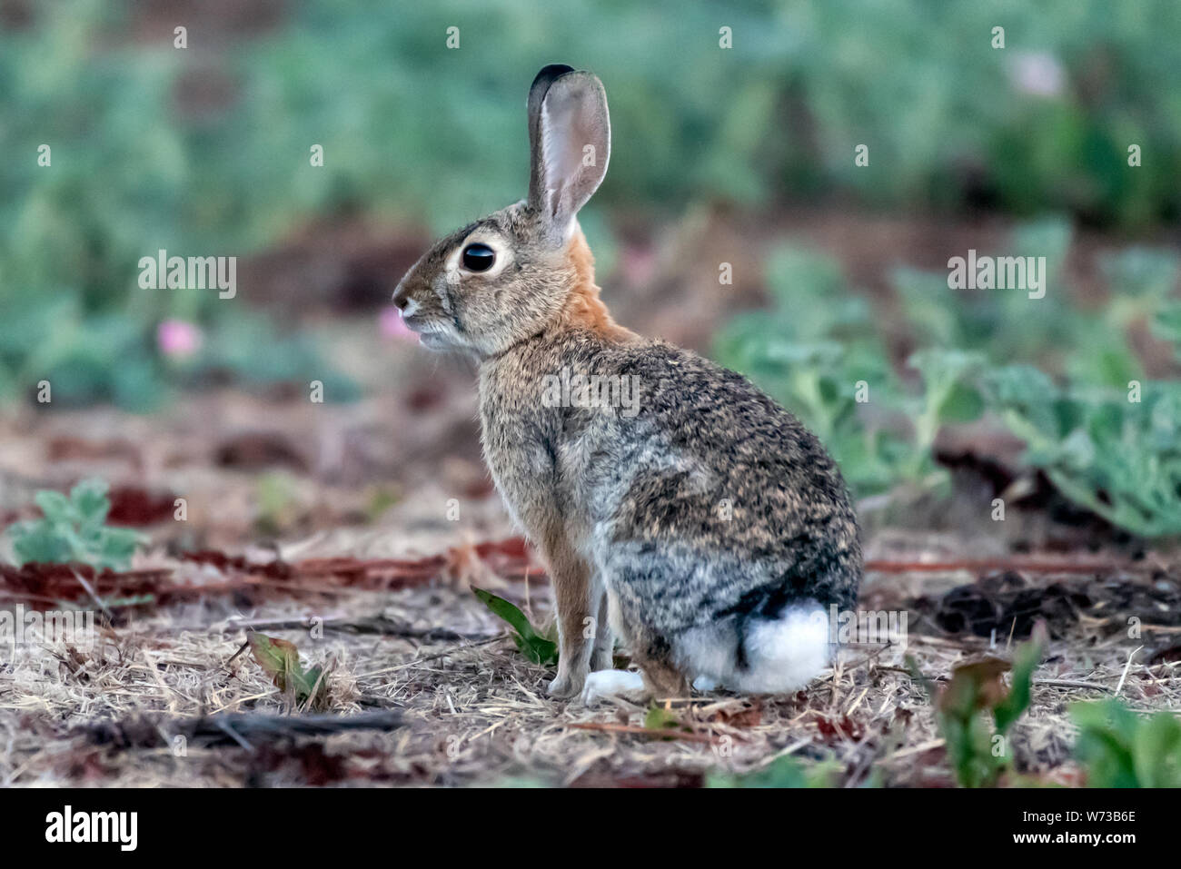 Queue de lapin Banque de photographies et d’images à haute résolution ...
